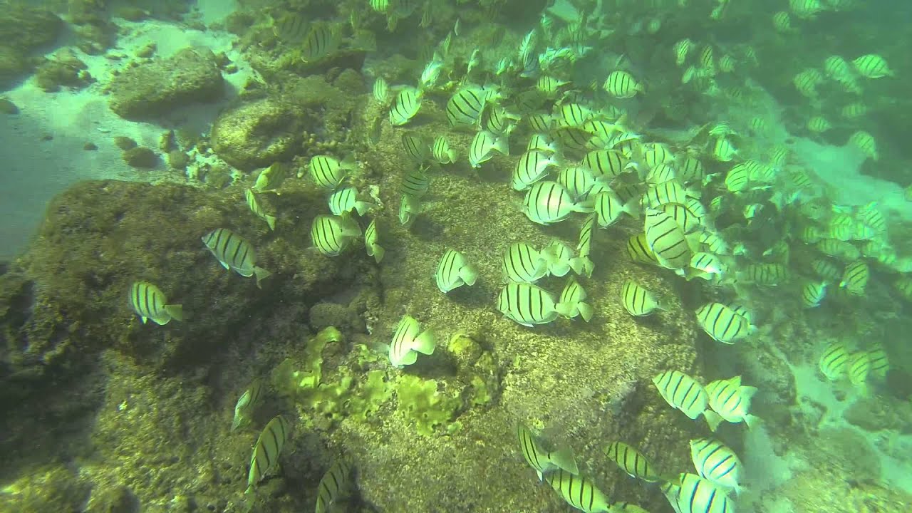 COOL SCHOOL OF MANINI FISH PUPUKEA NORTH SHORE OAHU THREE TABLES ...