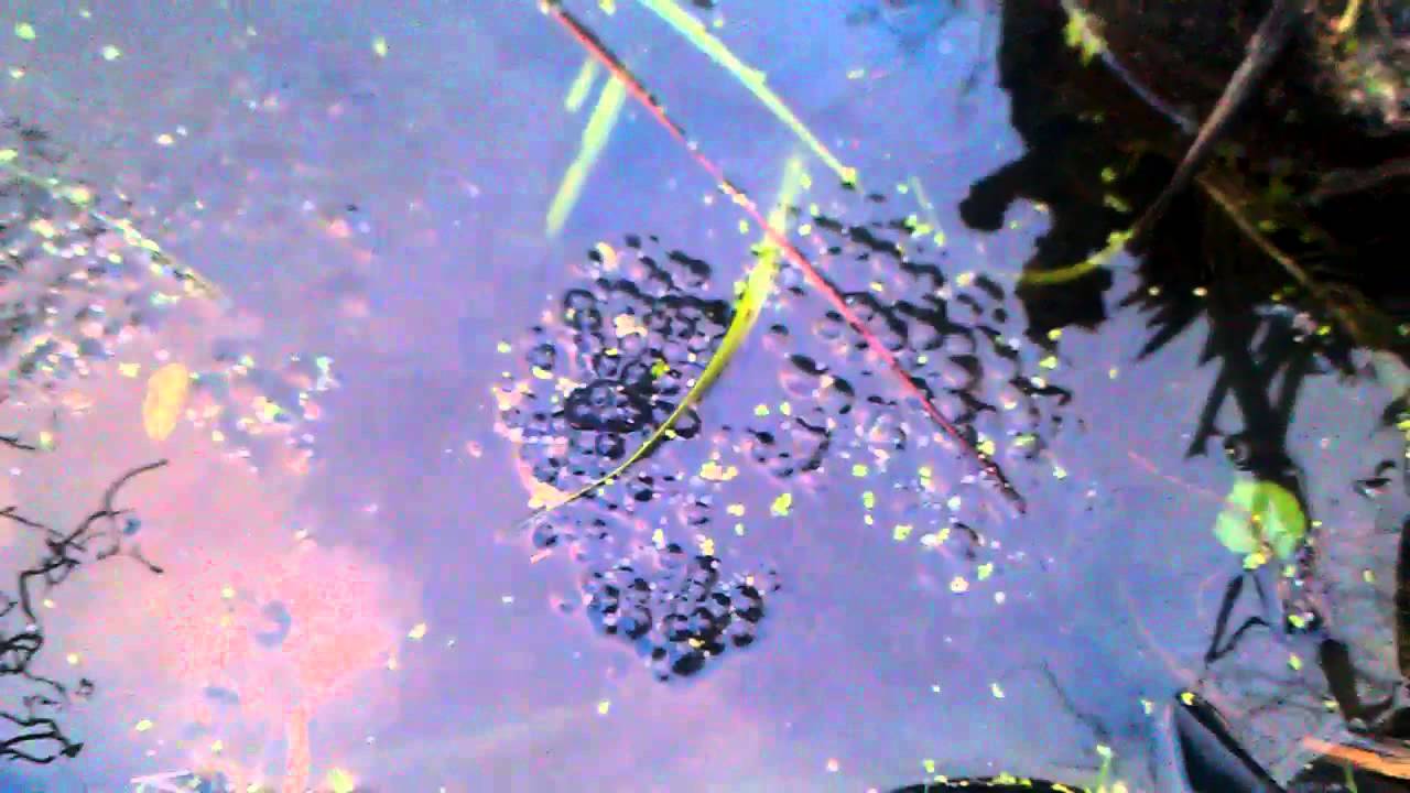 Frog spawn - YouTube