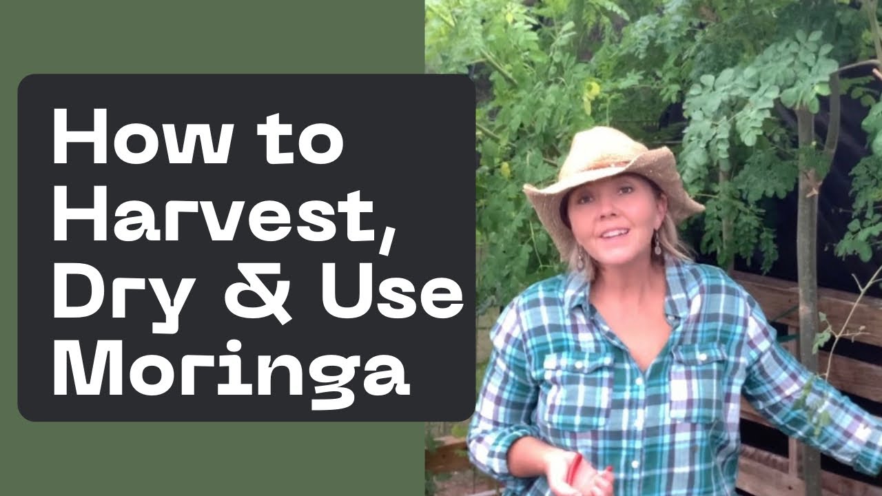 How to Harvest, Dry & Use Moringa - YouTube