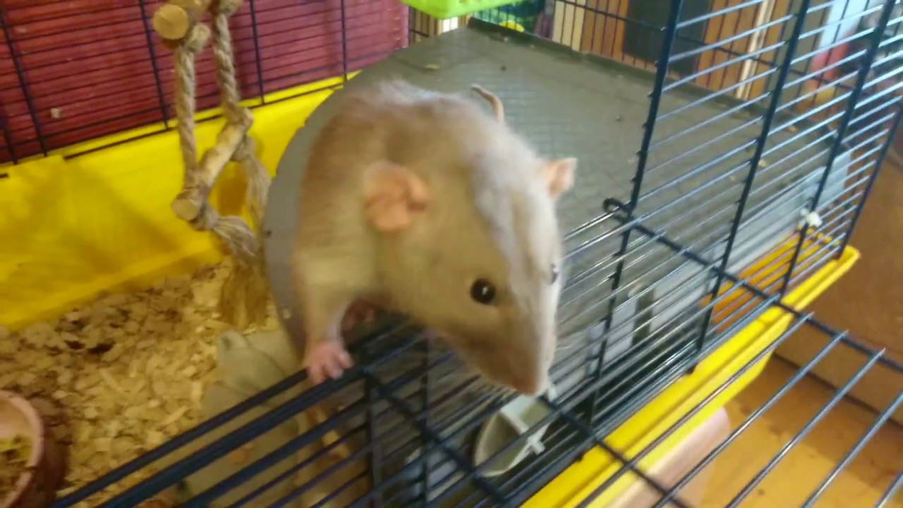 Silvermane mink rat - Womi's Angeal Hewley - YouTube