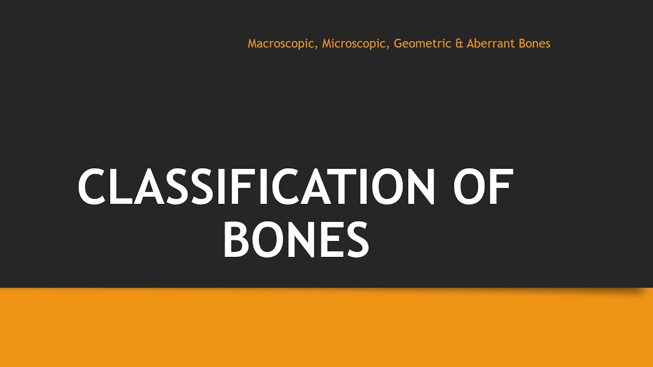 SKELETAL SYSTEM CLASSIFICATION OF BONES YouTube skeletal-system-classification-of-bones-youtube