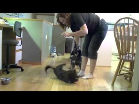 Why is Izzy so sad? - YouTube