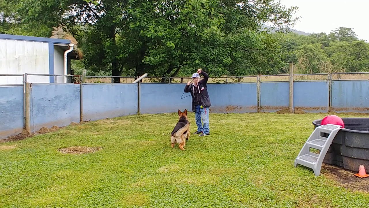 German Shepherd Sadie at play - YouTube
