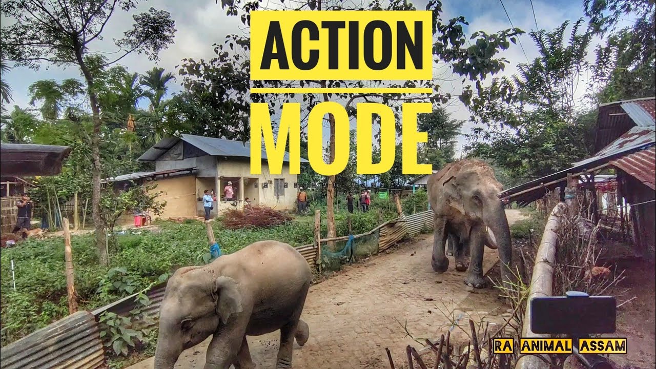 action mode wild elephants - YouTube