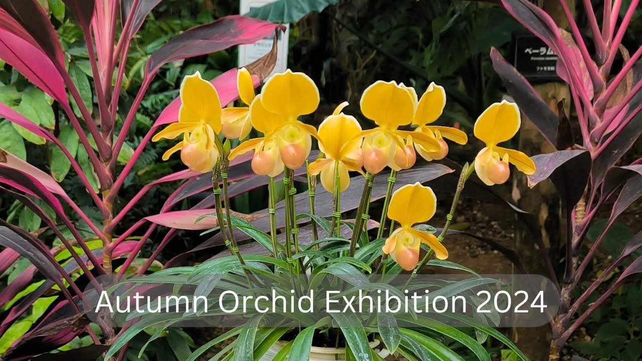 [4K HDR] Autumn Orchid Exhibition Tokyo 2024 #orchids #4khdr #japan ...