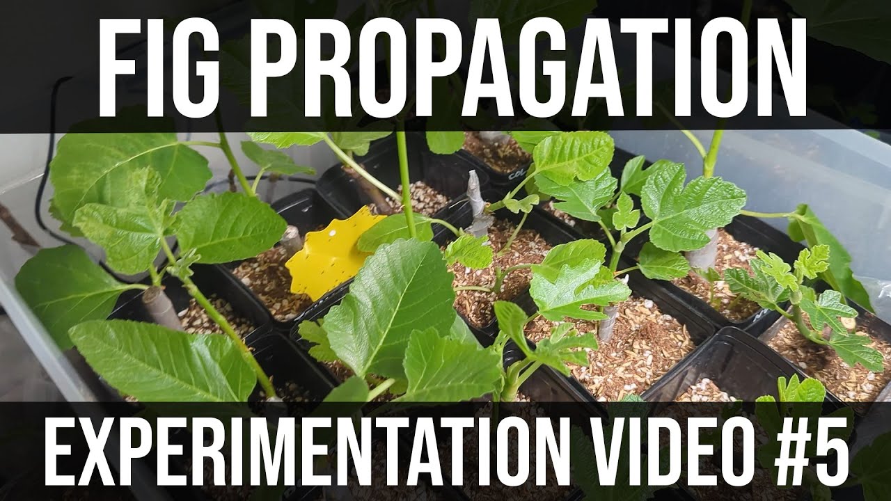 How to propagate Fig Trees experiment Video #5, fig pop, direct pot ...