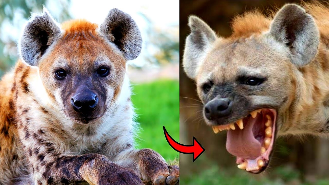 MFAHAMU FISI NA MAAJABU YAKE DUME NA JIKE MAUMBILE YAO YANAFANANA NI ...