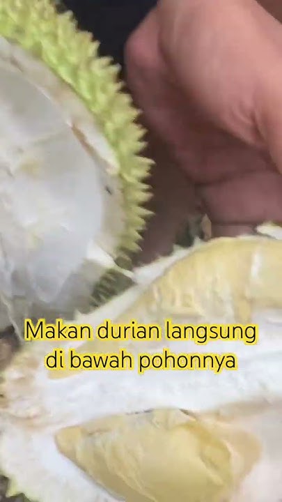 Makan durian langsung di bawah pohonnya - YouTube