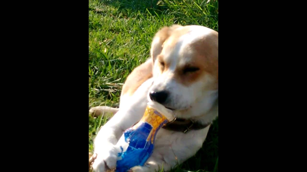 Perro chupando un Danup xd - YouTube