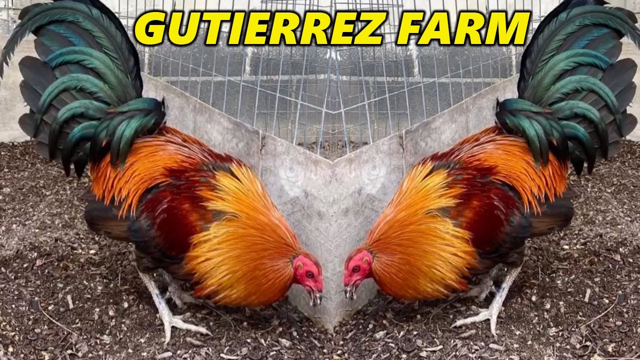 Grey Leiper Hatch Gutierrez Farm - Beautiful Birds Farm Visit - YouTube