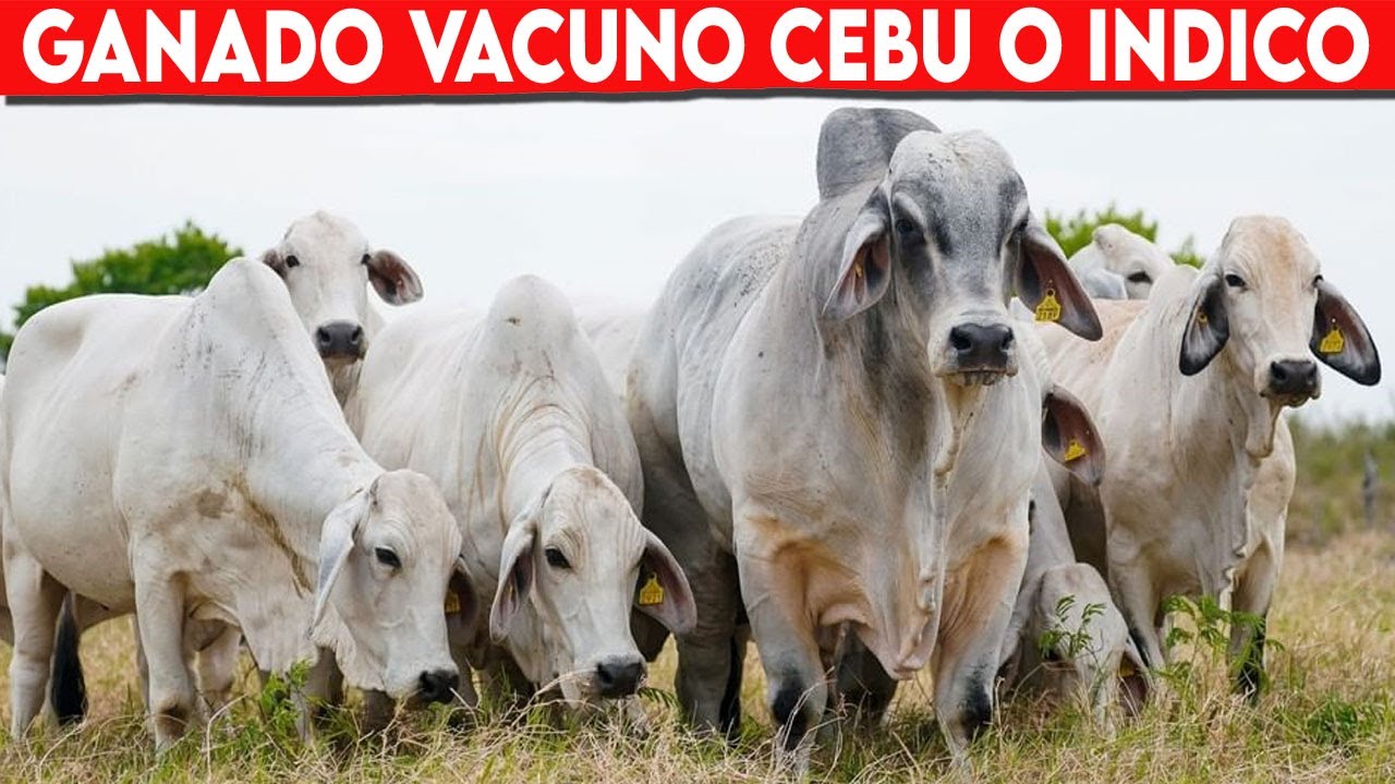🔴 GANADO Vacuno CEBU O INDICO Ganado Vacuno - YouTube