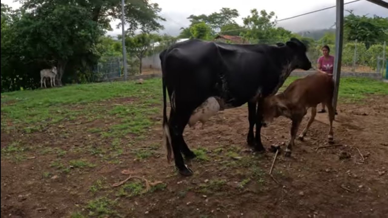 Ordenando la vaca muca que da 25 botellas de leche 🐄 - YouTube