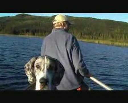 Great Dane - Bonnie