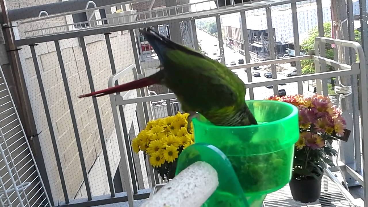 Fun in the balcony aviary, Part 2 - YouTube