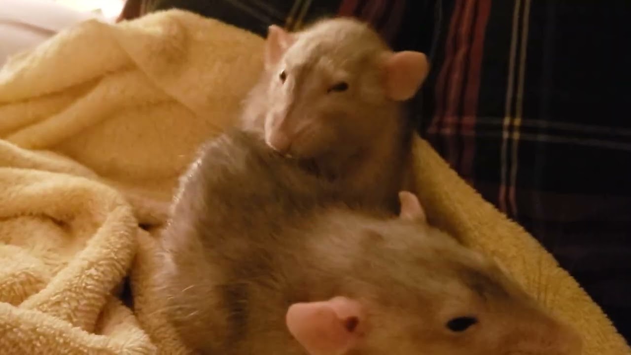 AGRESSIVE RATS GET INTO VIOLENT FIGHT (18+) (DISTURBING) - YouTube