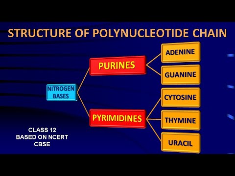 structure of polynucleotide chain class 12 cbse - YouTube