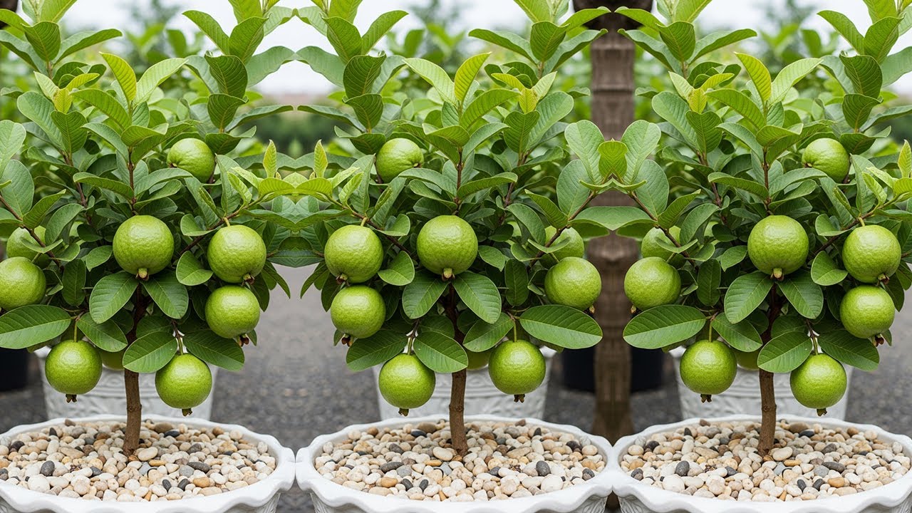 Techniques for Grafting Guava trees Get amazing results - YouTube