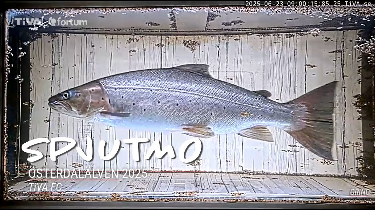 Monitoring fish migration in the 560-metre Spjutmo fishway - YouTube