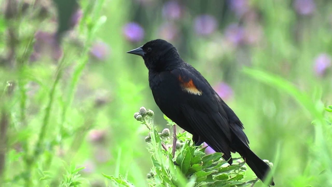 Red-winged Blackbird call 1080p - YouTube