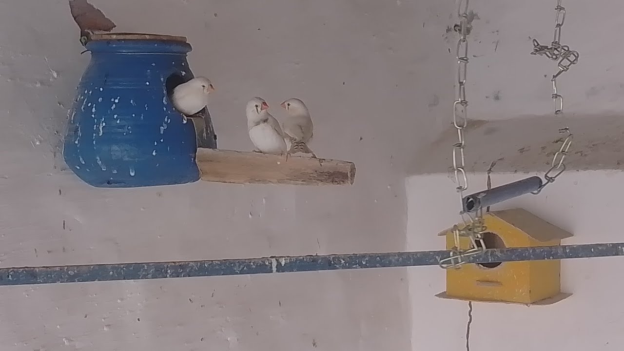 Finch & Dove For Sale Okara punjab - YouTube