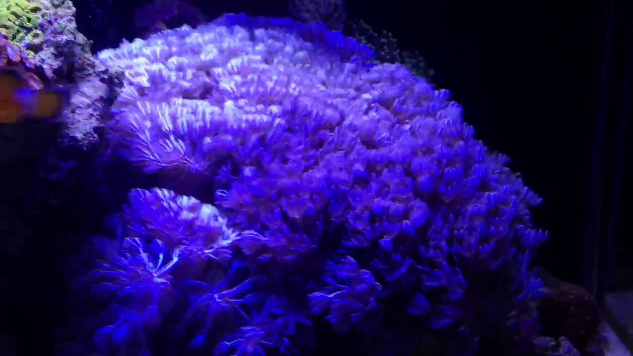 Rimless Tank Deep Blue Professional 57 gallon - 4th update - YouTube