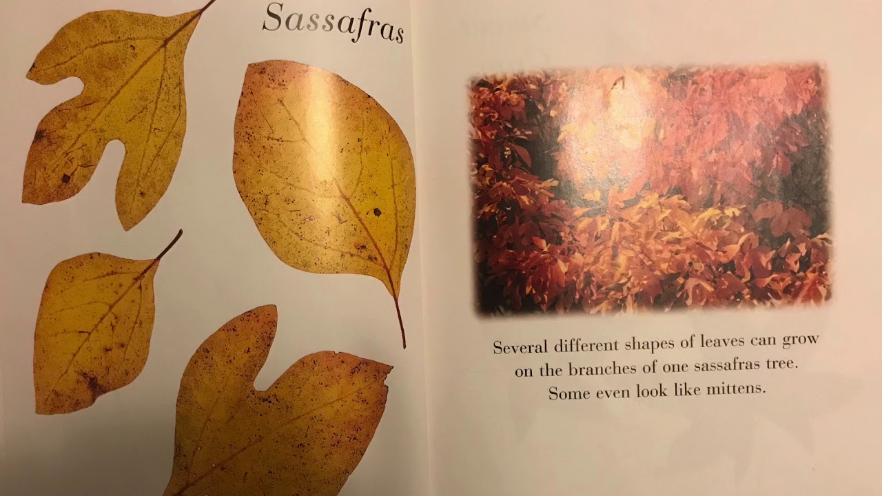 "Autumn Leaves," read by Caitlin Griffiths - YouTube