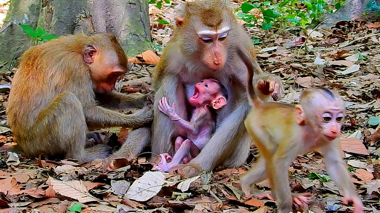 Happiness Moment..!! Baby Kendra wants to learn to walk with Sis Lily but her mother refuses ...