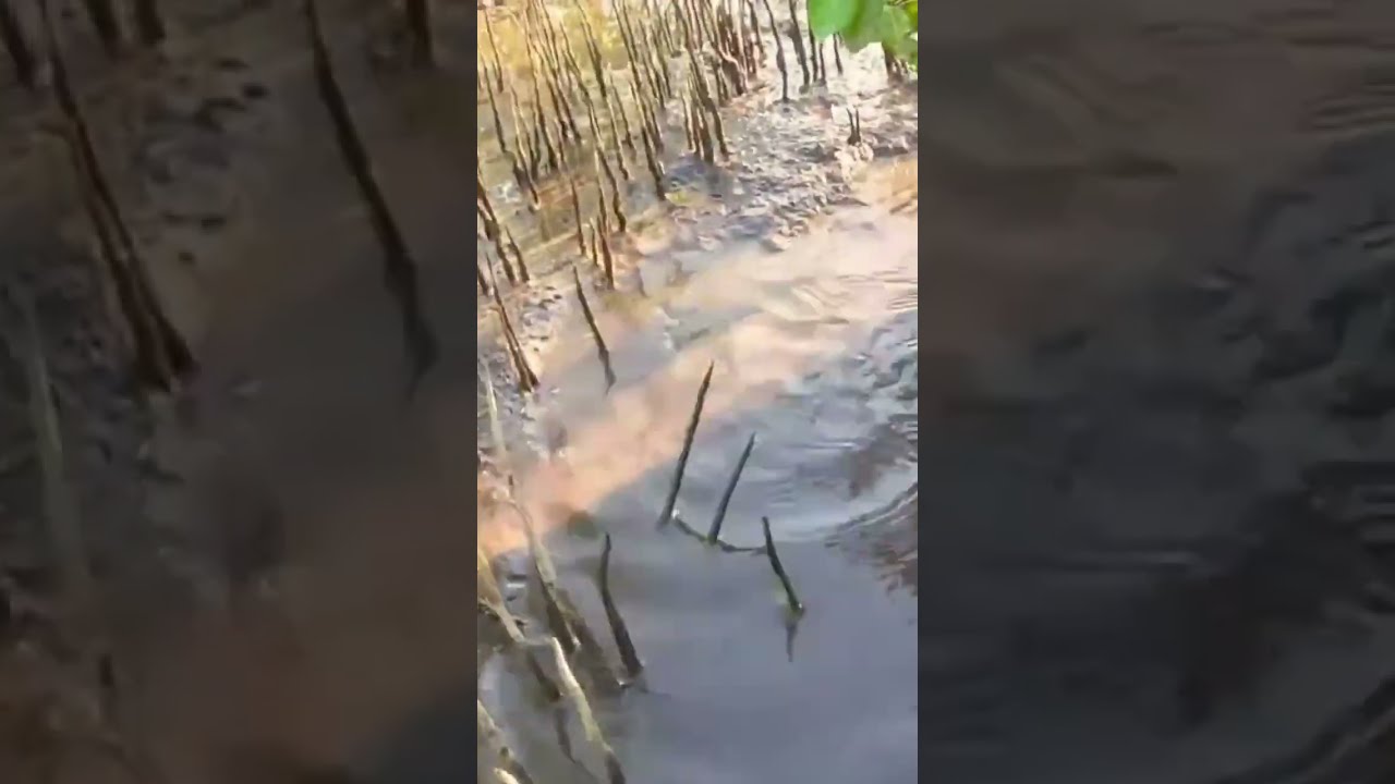 Catching A Lot Of Massive Mud Crabs at the Swamp after Water Low Tide ...