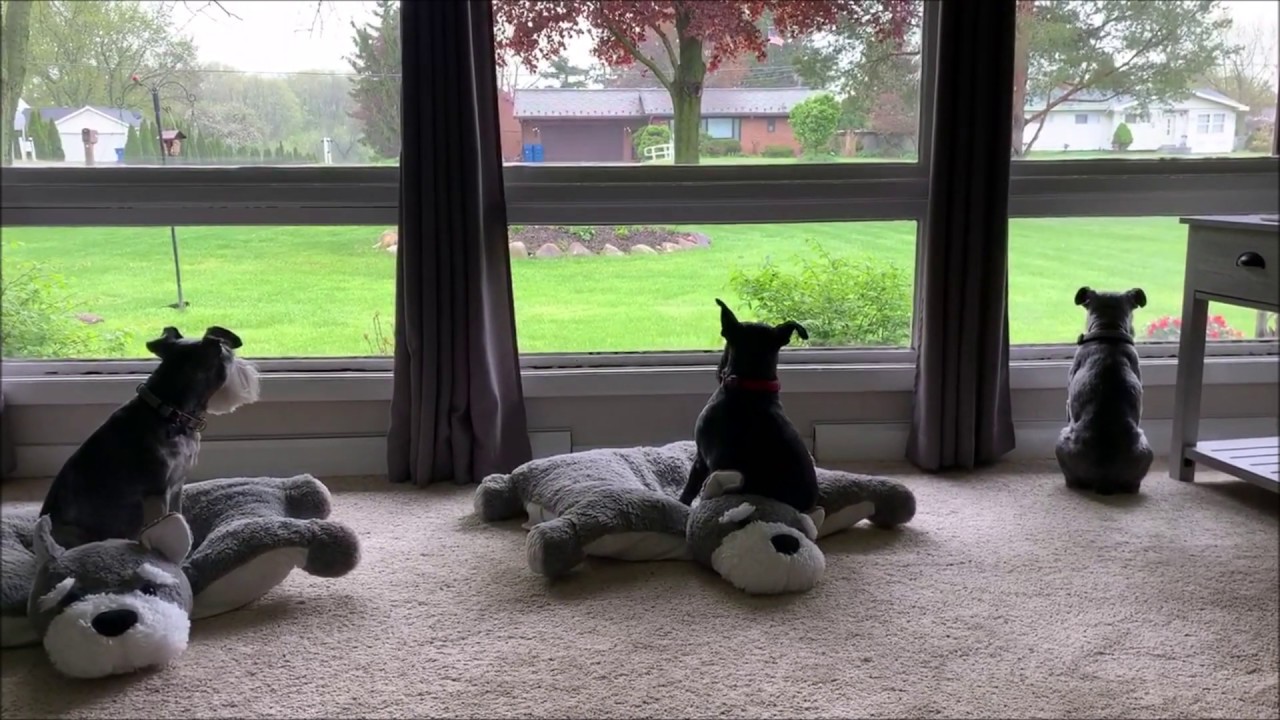Just A Fatty Tumor | Life With 6 Schnauzers - YouTube