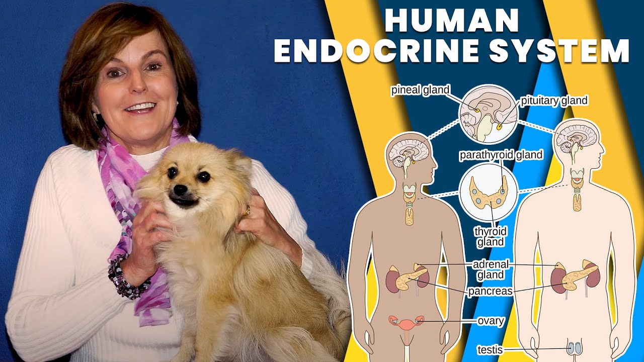 Human Endocrine System | Life Sciences | Grade 12 - YouTube