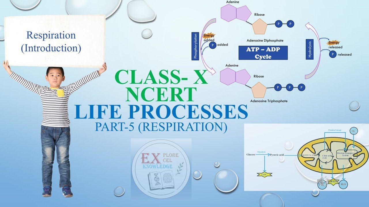 CLASS 10 LIFE PROCESSES PART- 5 | NCERT Science chapter 6| RESPIRATION ...