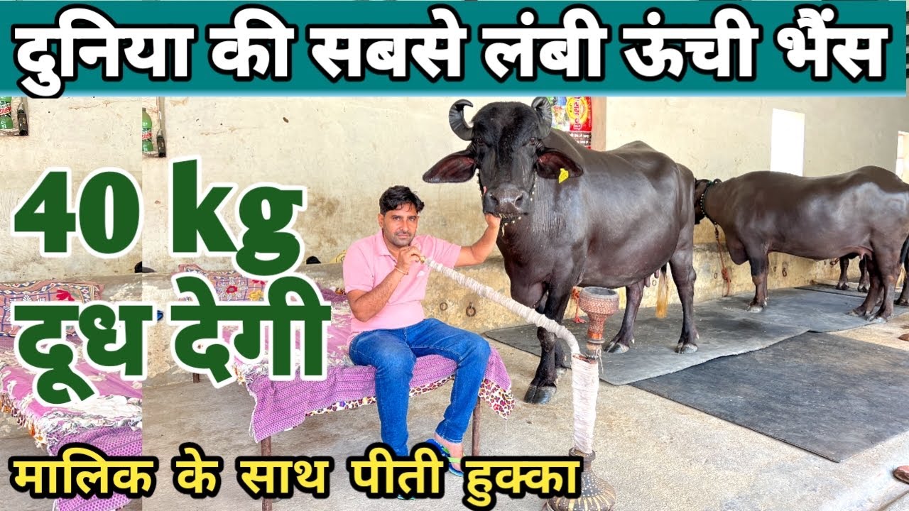 दुनिया की सबसे लम्बी-ऊँची भेस,जो हुक्का पीती है मालिक के साथ😃 #viral # ...