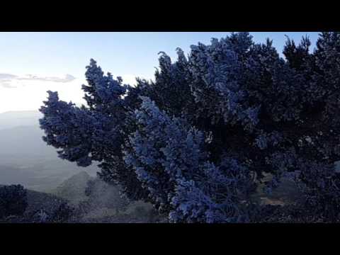 Ağır çekim kar kaplı ağacı sarsmak