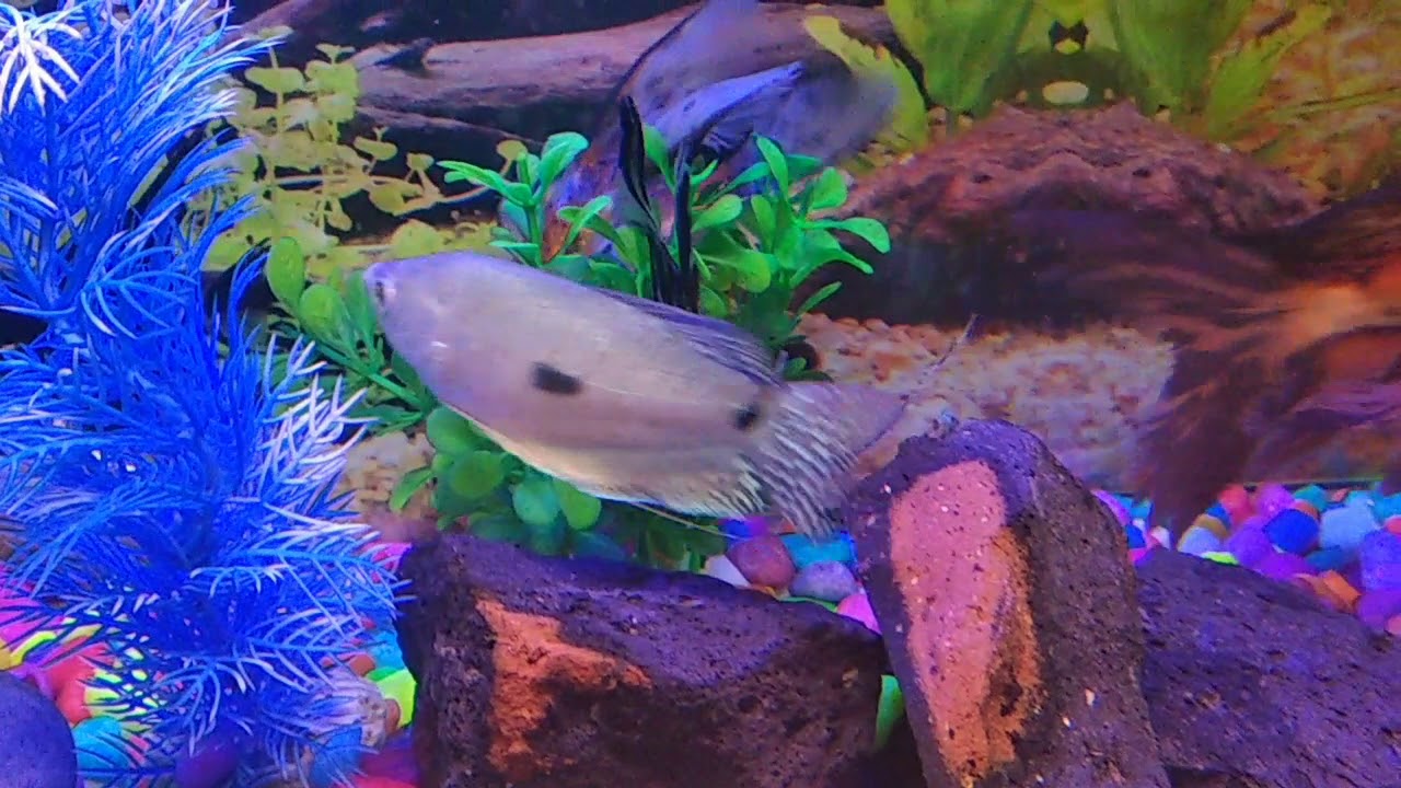 aquarium.view... - YouTube