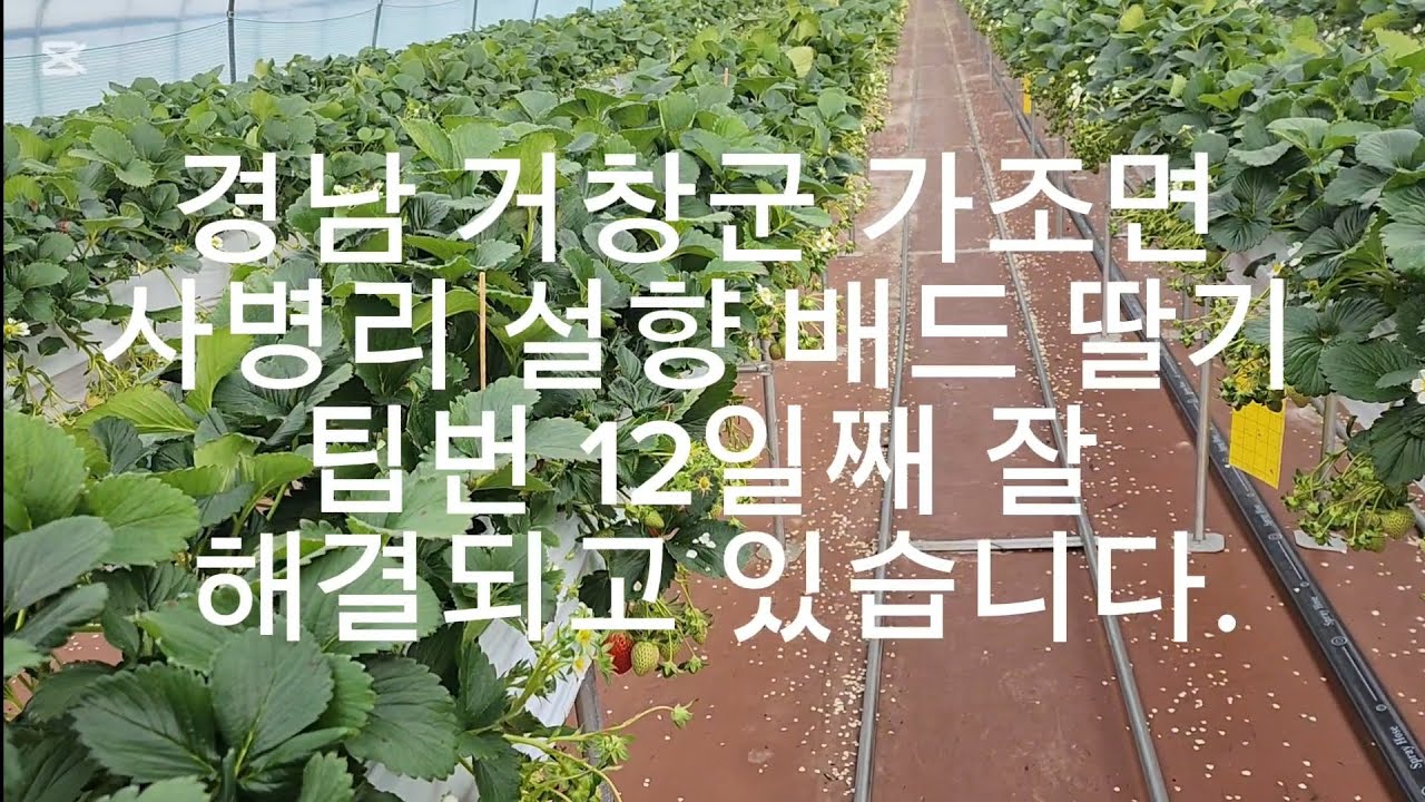 경남거창군가조면사병리설향배드딸기팁번잘해결되고있습니다 경남거창가조사병설향배드딸기 손범규농합농법 농합면역플러스 12월25
