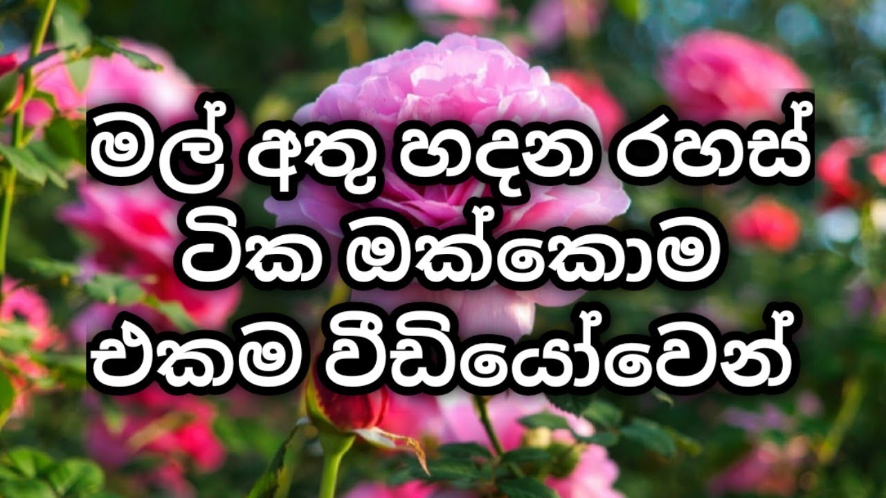 Mal wagawa/how to grow plants by cuttings/athu pela kirime rahas/ tips ...