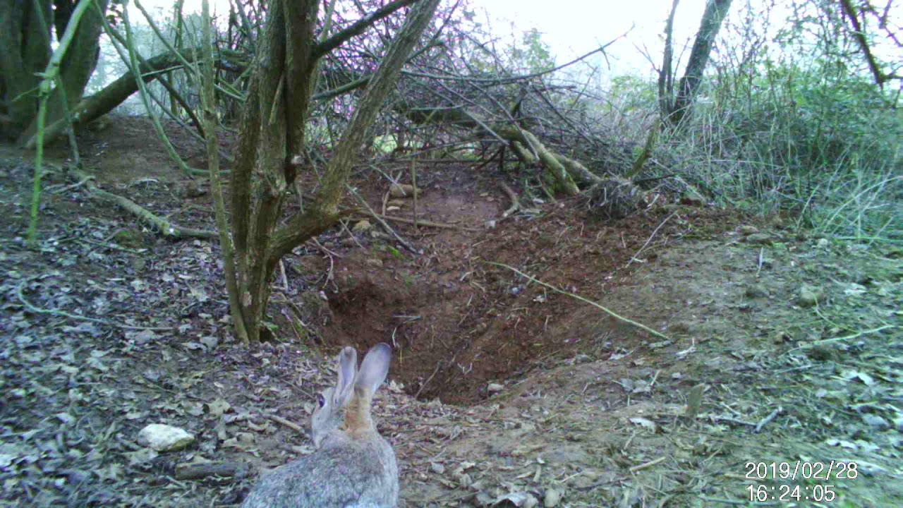 Rabbit at badgers sett - YouTube