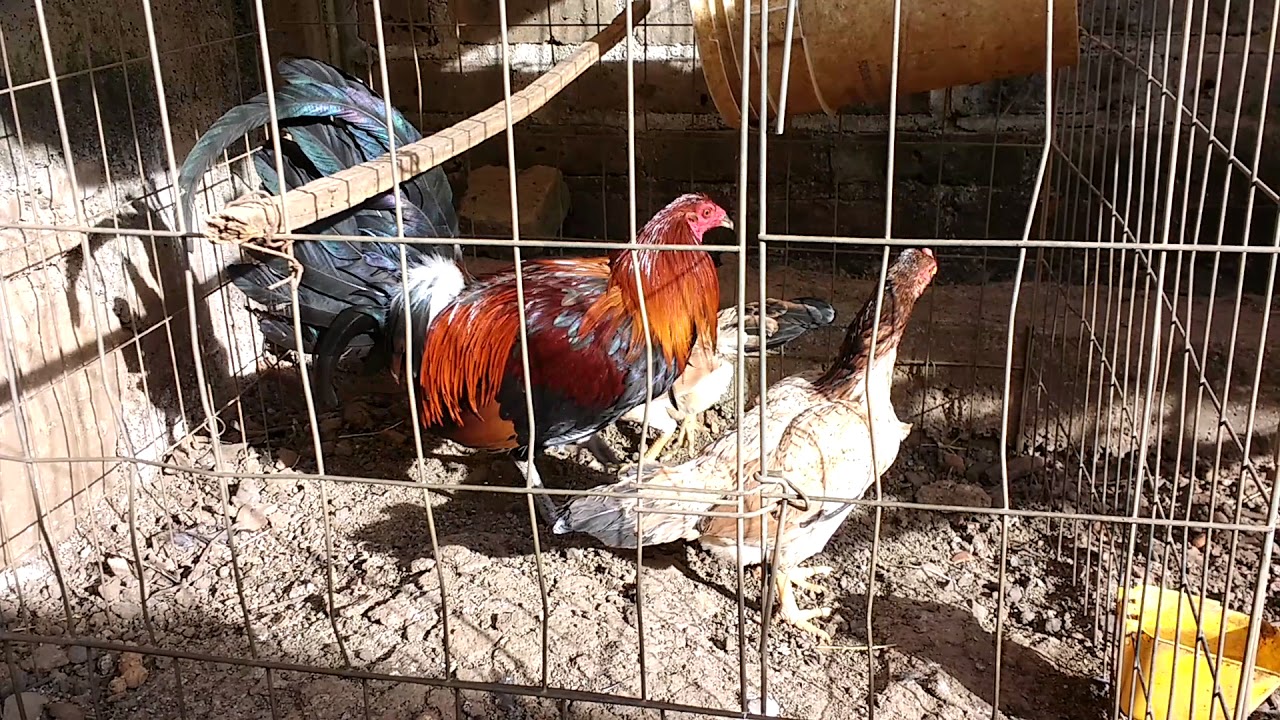 Gallos asil bobby boles 2018 - YouTube