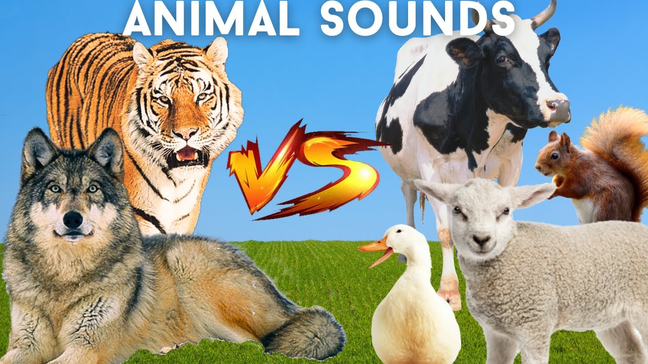 DANGEROUS Animal Sounds VS Common Animal Sounds - YouTube