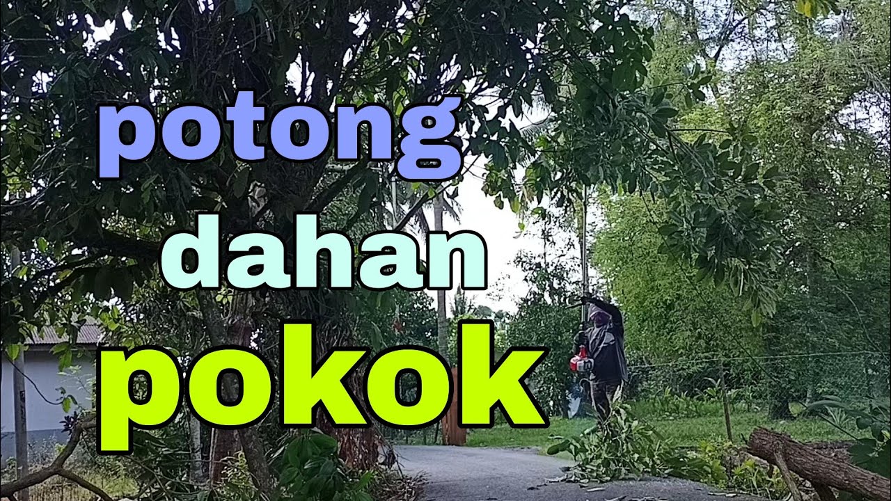 cutting tree branch//potong dahan pokok//OGAWA multi tool 26cc.. - YouTube