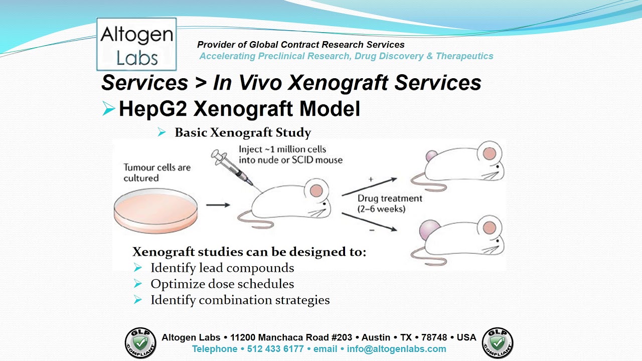 Altogen Labs HepG2 Xenograft Service Liver Cancer - YouTube