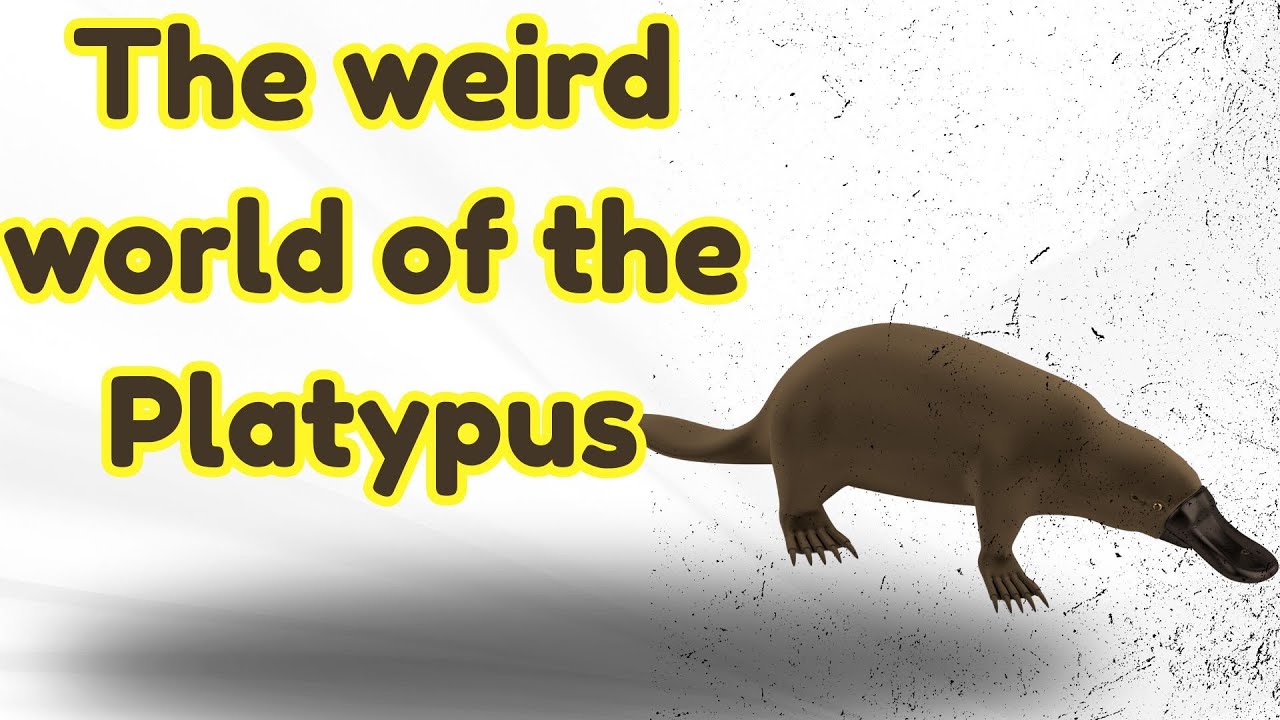 The weird and wonderful world of platypuses - YouTube