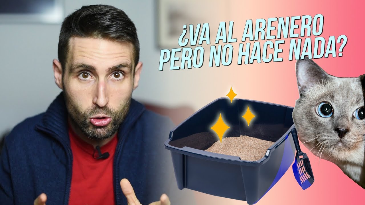 ¿Por qué va mi gato al arenero y no hace NADA? - YouTube