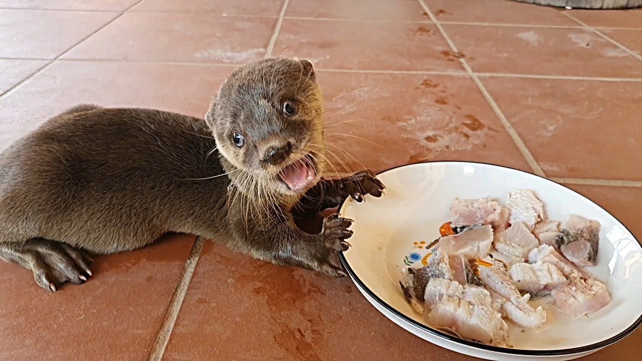DoDo and DeDe are friends eating boiled fish😂🐕🦦 ️ ️ - YouTube