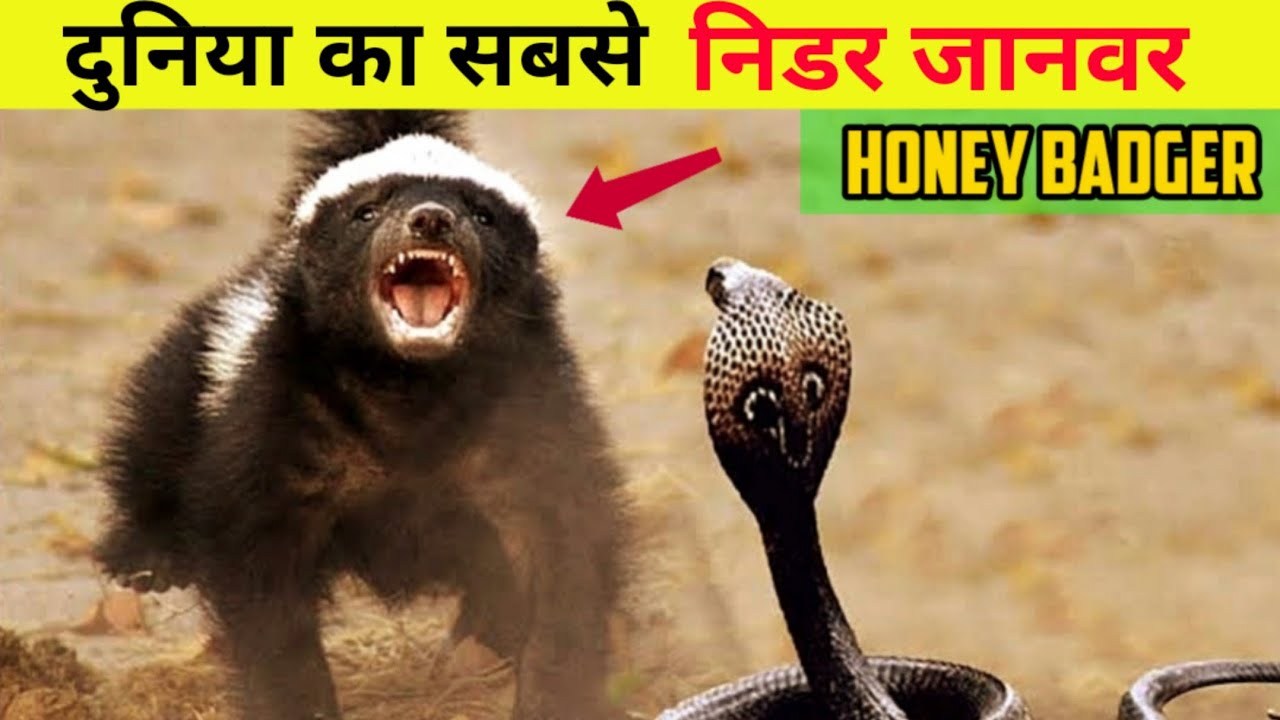 Honey Badger Hardest Animal To Kill In The honey-badger-hardest-animal-to-kill-in-the