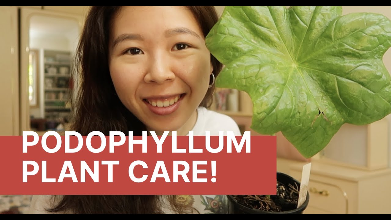 HOUSE PLANT CARE: Podophyllum Pleinathum - YouTube