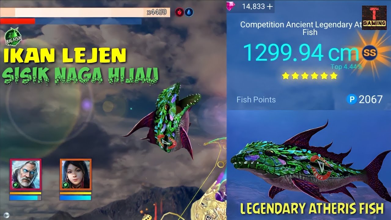 Legendary Atheris Fish - Solo Competition - Fishing Strike - Indonesia ...