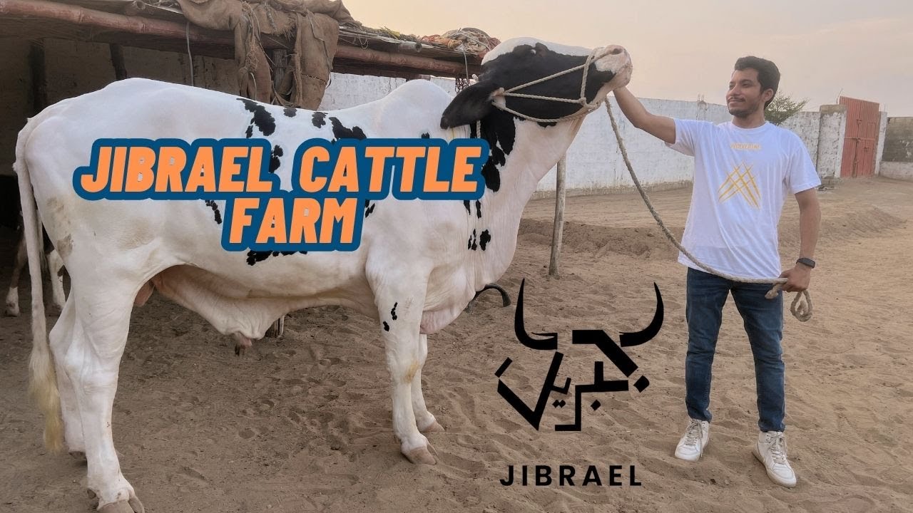 MANDI UPDATE 2023 AND VISIT JIBRAEL CATTLE FARM KARACHI - YouTube