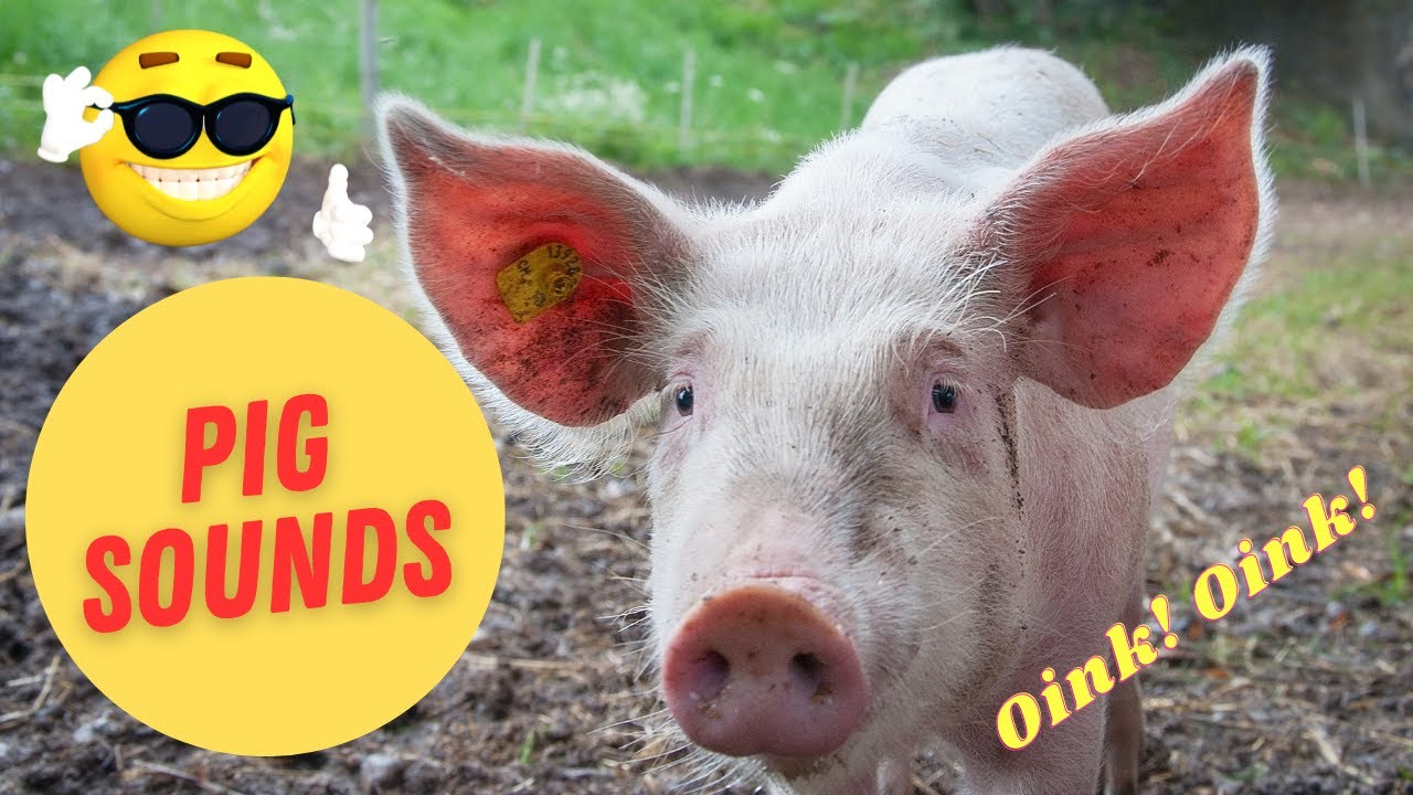 Pig Sounds | Funny Pig Grunting and other Sound Effects! - YouTube