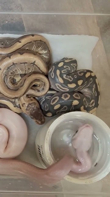 Confused Baby BEL Ball Python Takes a Swim. 🐍😆🏊‍♂️ Adorable Snake ...
